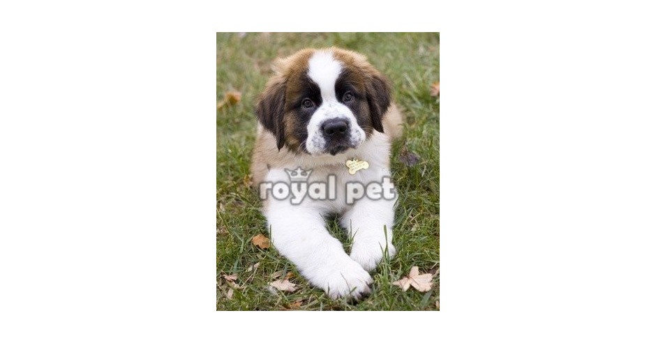 Caini saint bernard bucuresti oradea brasov constanta | arhiva Okazii.ro