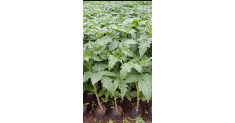 vand rasad de rosii krasnador | arhiva Okazii.ro