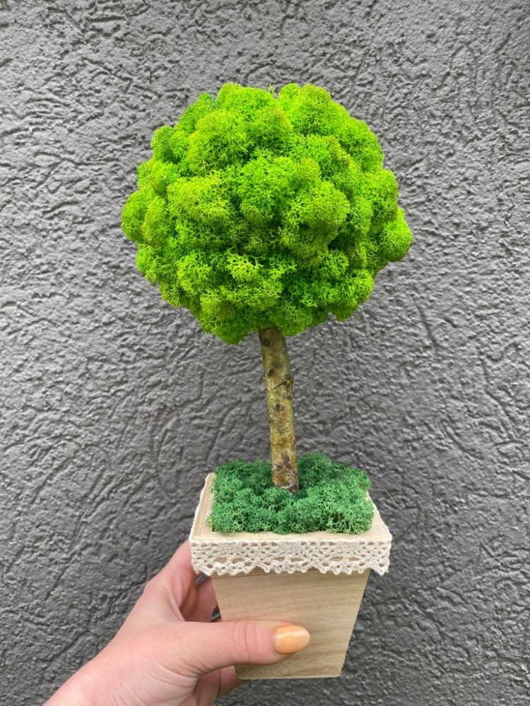 Vand copac cu licheni stabiliza?i | arhiva Okazii.ro