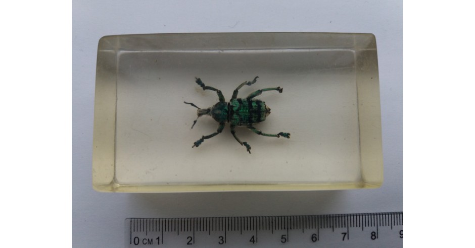 Insecte in rasina-Colectia Deagostini-5 | arhiva Okazii.ro