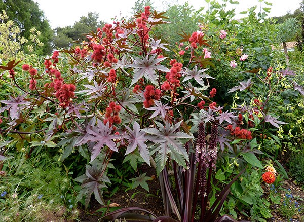 Seminte selectionate de RICIN (Ricinus Communis) punga 50 boabe ...