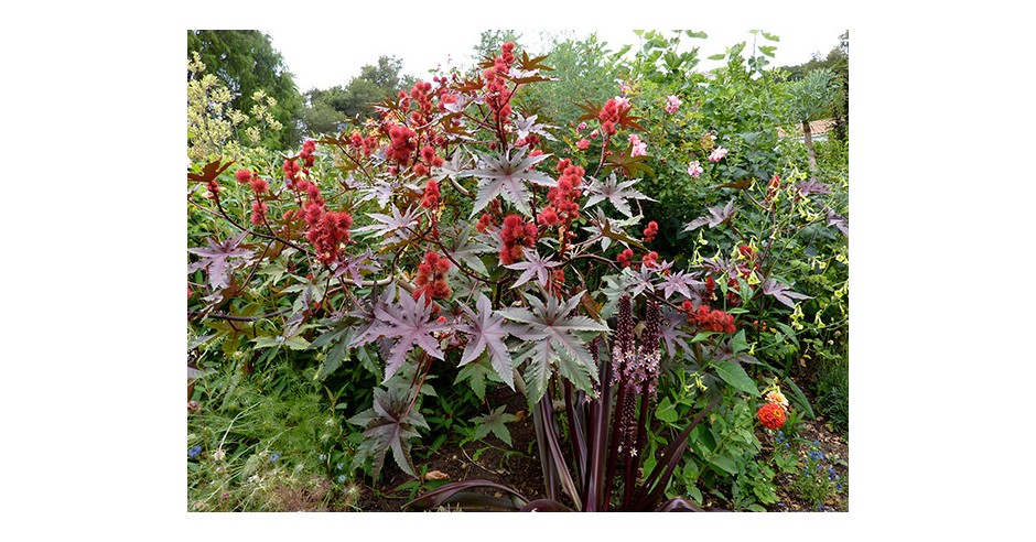 Seminte selectionate de RICIN (Ricinus Communis) punga 50 boabe ...