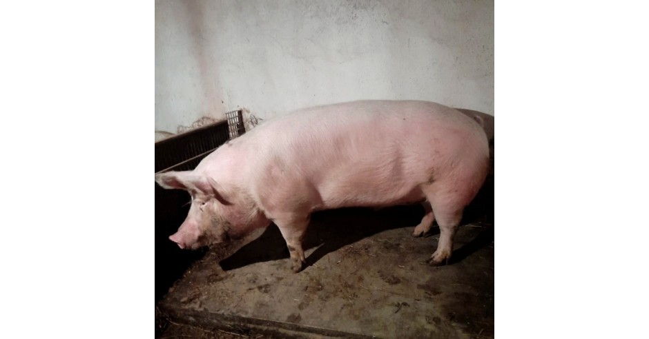 Vand Porc Carne crescut natural Adjud Vrancea | arhiva Okazii.ro