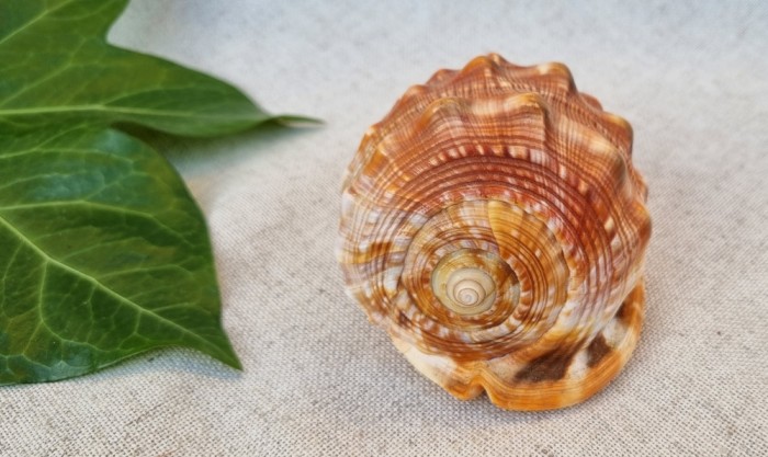 COCHILIE MELC CYPRAECASSIS RUFA | Okazii.ro