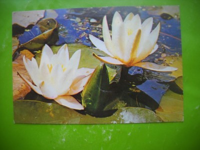 HOPCT 52111 NUFAR ALB /NUMPHAEA ALBA -DELTA DUNARII -FLORI-CIRCULATA ...