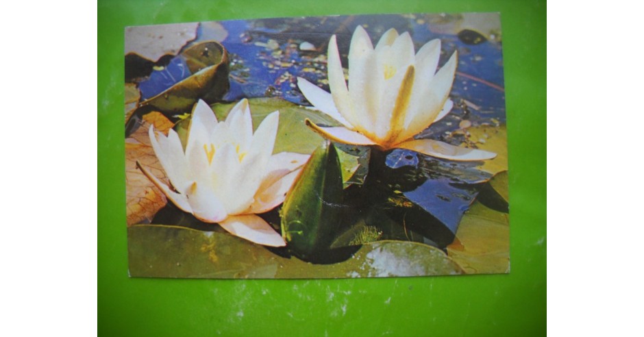 HOPCT 52111 NUFAR ALB /NUMPHAEA ALBA -DELTA DUNARII -FLORI-CIRCULATA ...