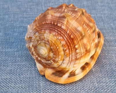 COCHILIE MELC CYPRAECASSIS RUFA | Okazii.ro