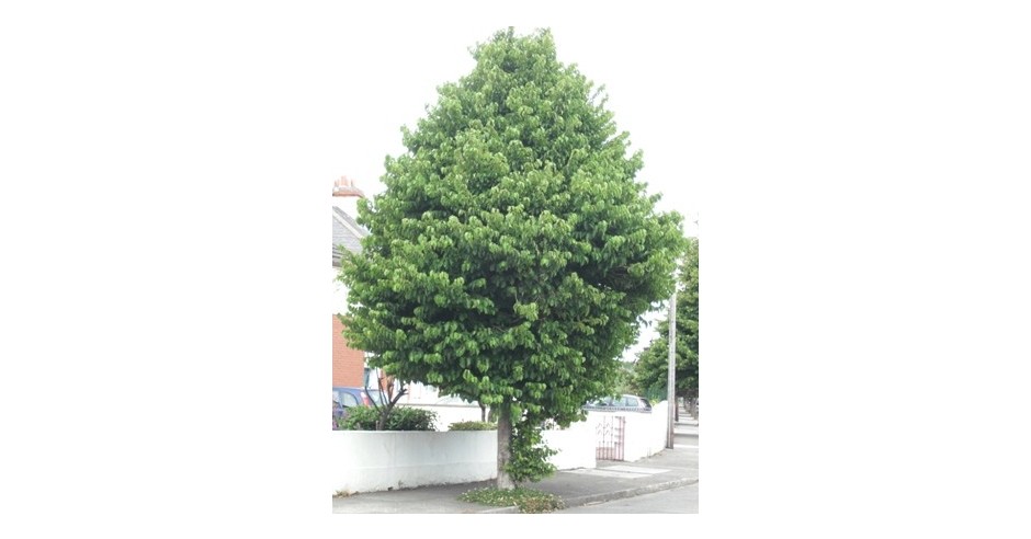 Alun turcesc (Corylus colurna) | arhiva Okazii.ro