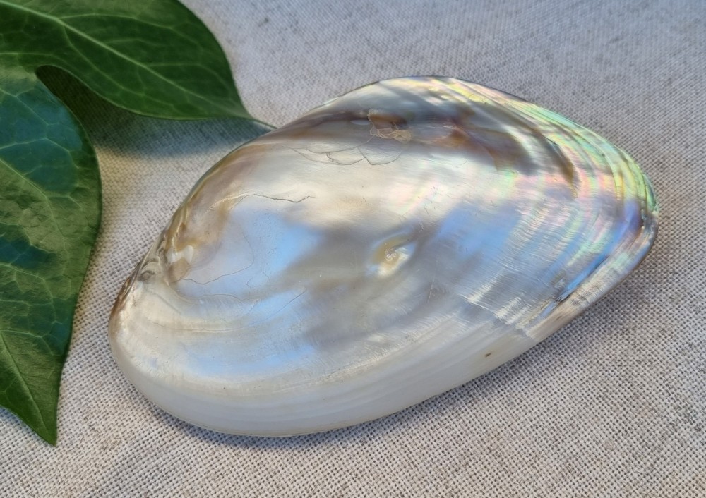 SCOICA APA DULCE, CRISTARIA PLICATA | arhiva Okazii.ro