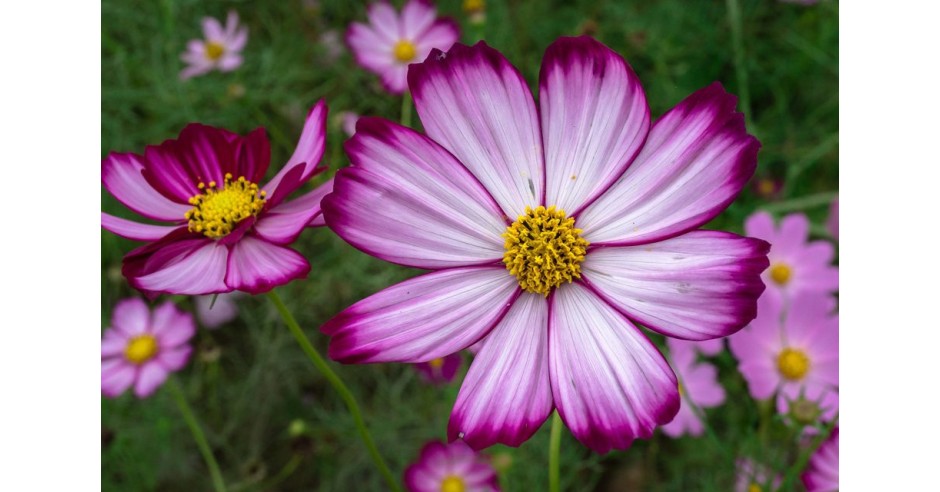 FLORI COSMOS AMESTEC CULORI / 7 seminte pentru semanat in gradina ...