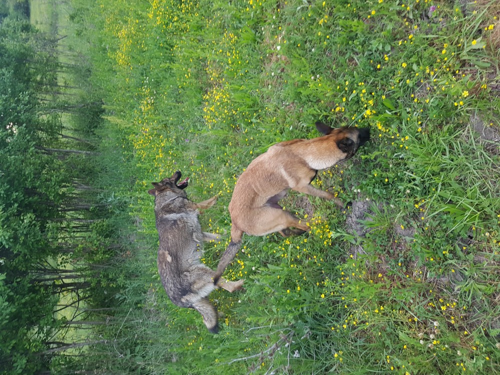 Pui Caine Lup Malinois F3 etc. | arhiva Okazii.ro