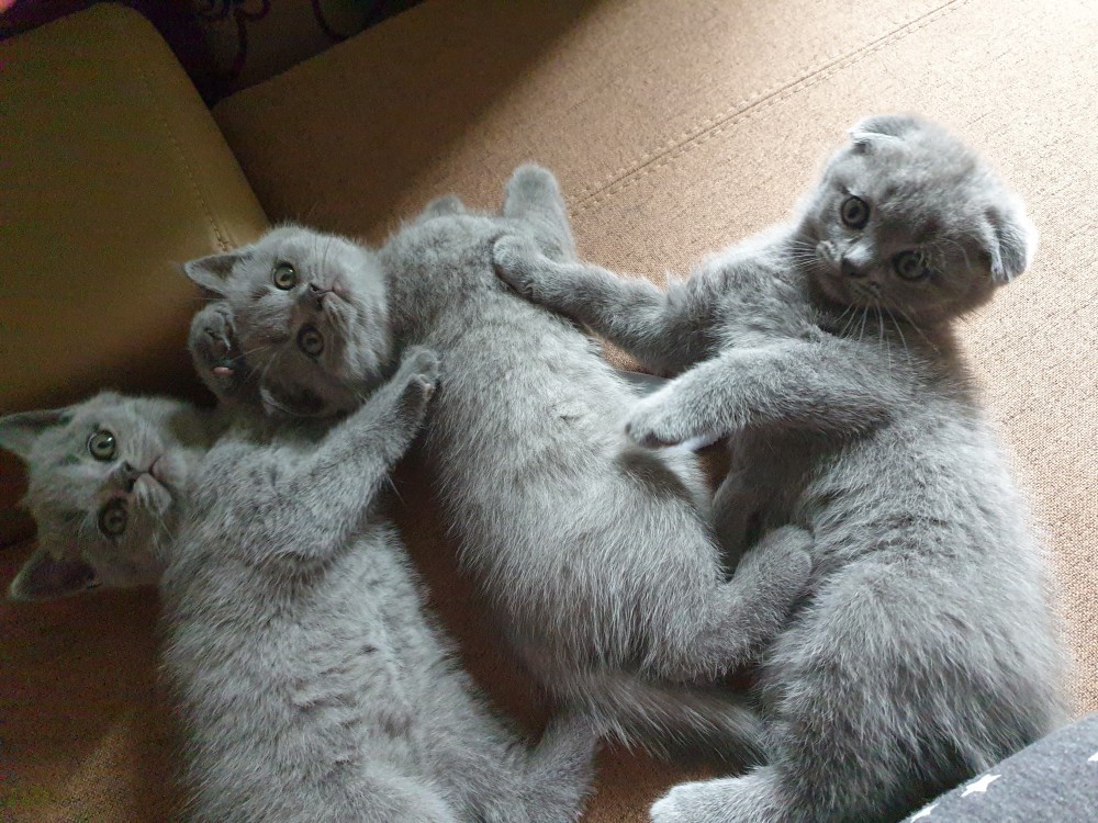 Pisoi British Shorthair | arhiva Okazii.ro