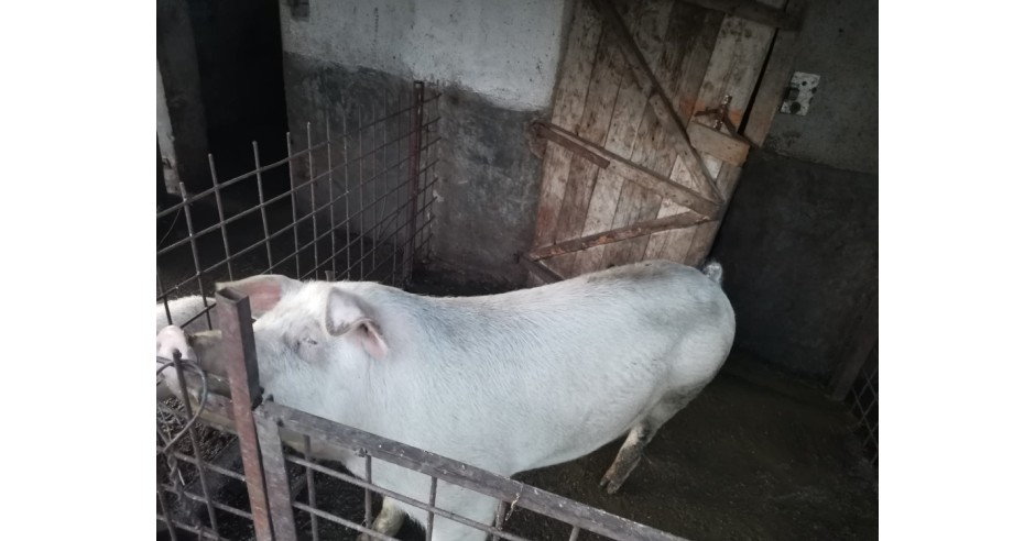 Vand porc de carne | arhiva Okazii.ro