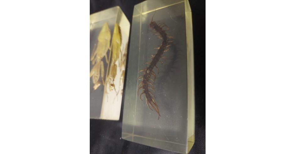 3 piese specimen-de-insecte-reale-rasina-transparenta,Scorpion,miriapod ...