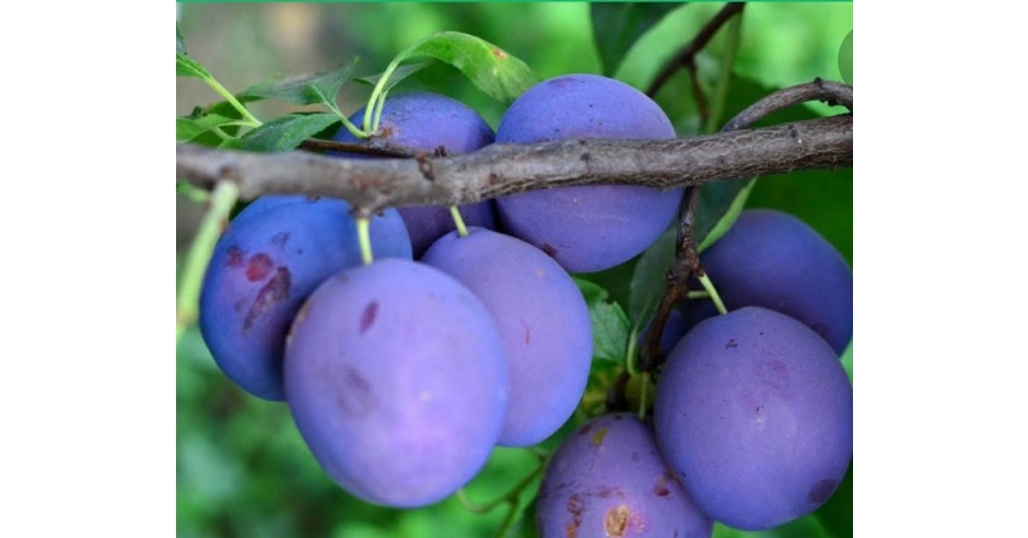 Borhot de prune-pere pentru producerea de tuica | arhiva Okazii.ro