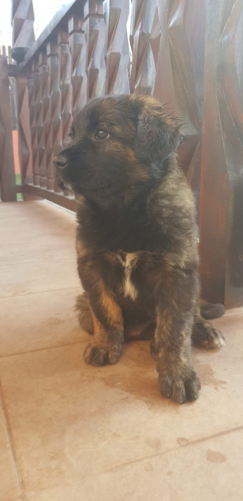 Pui caine spre adoptie - 2 luni | arhiva Okazii.ro