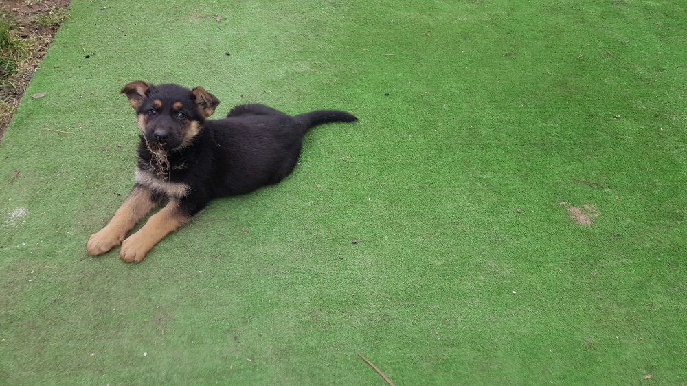 Catel rasa ciobanesc german | arhiva Okazii.ro