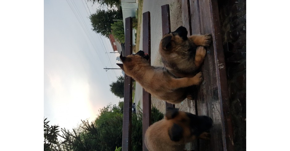 Pui Ciobanesc Malinois ( parinti cu pedigree) | arhiva Okazii.ro