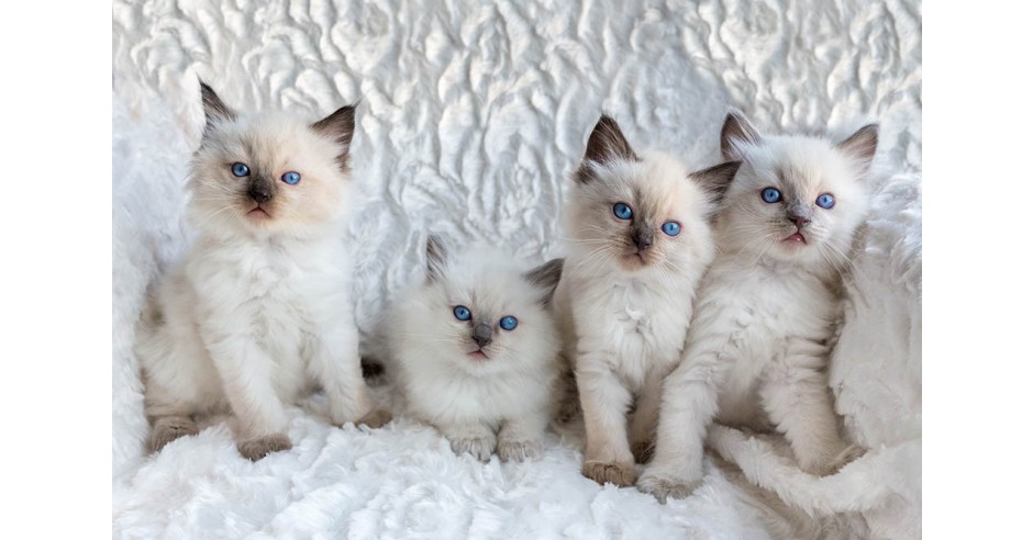 Pui de pisica Ragdoll | Okazii.ro