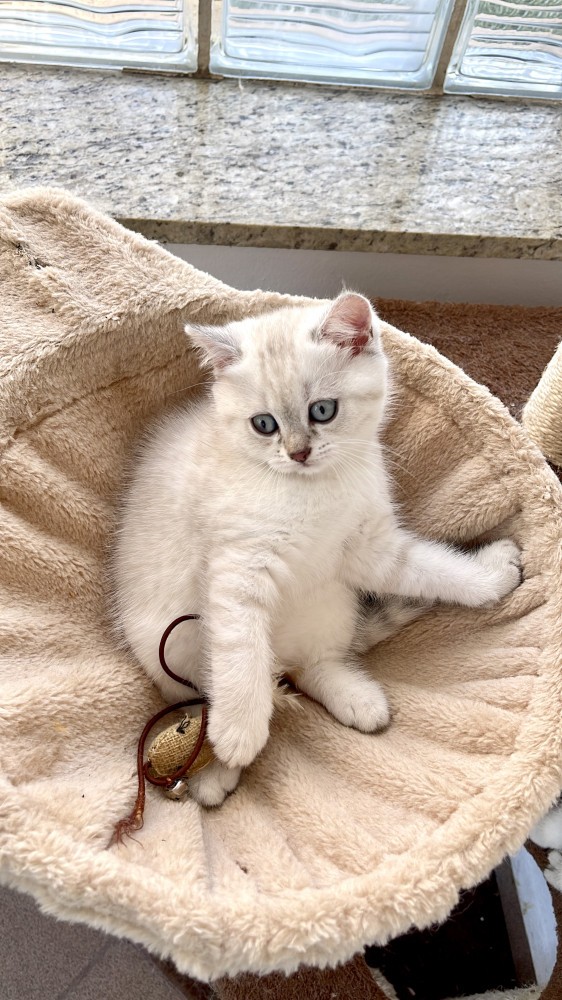 Pui British Shorthair Alb | arhiva Okazii.ro