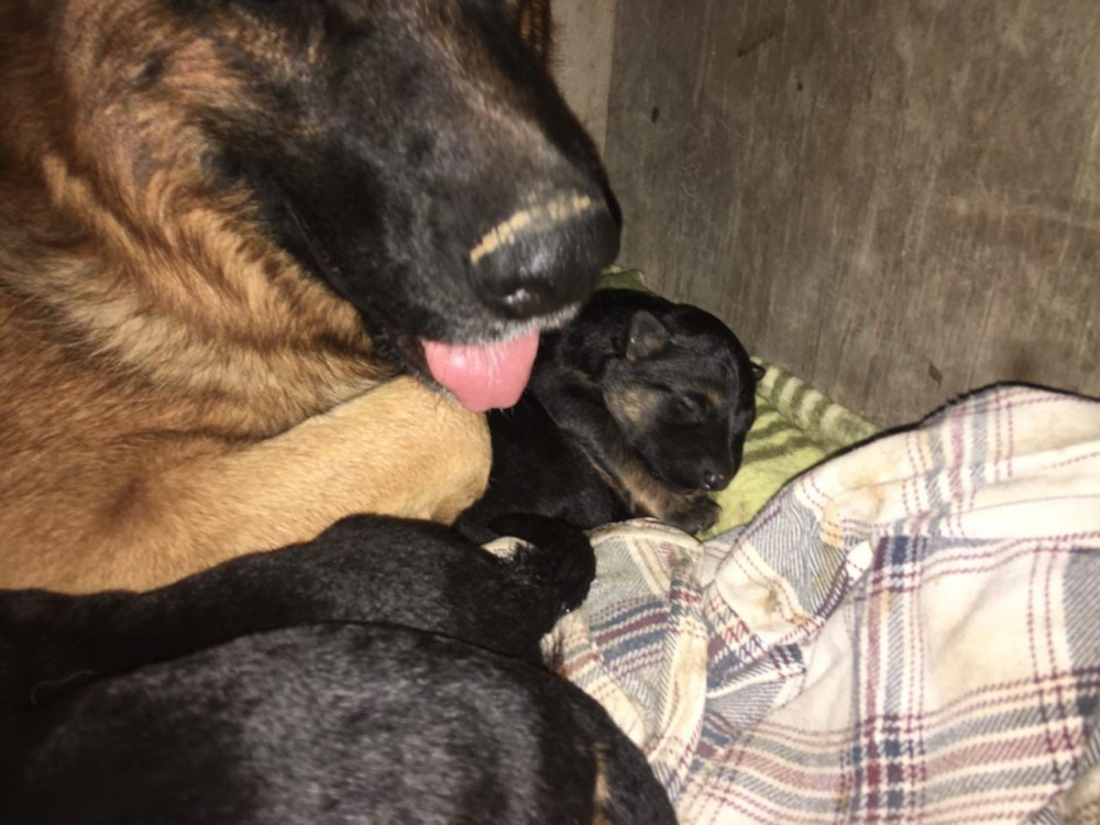 Ofer pui caine lup ( ciobanesc german ) | arhiva Okazii.ro