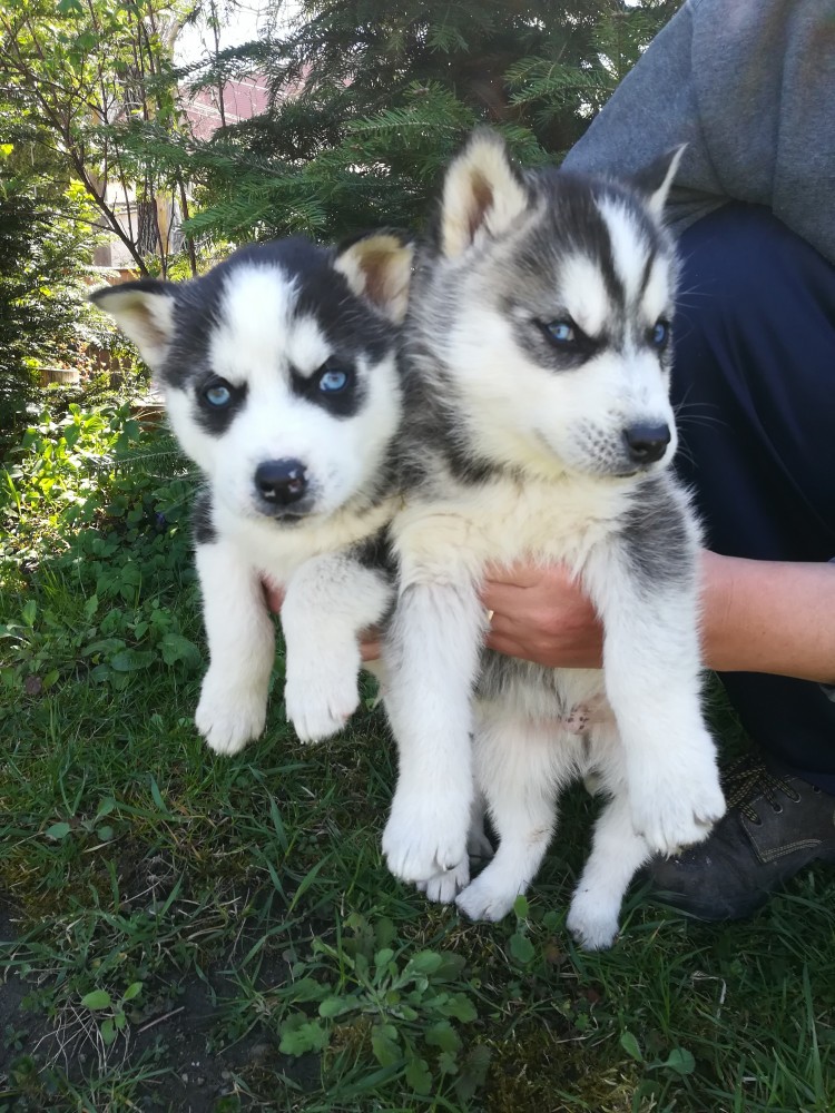 Vind pui husky siberian | arhiva Okazii.ro