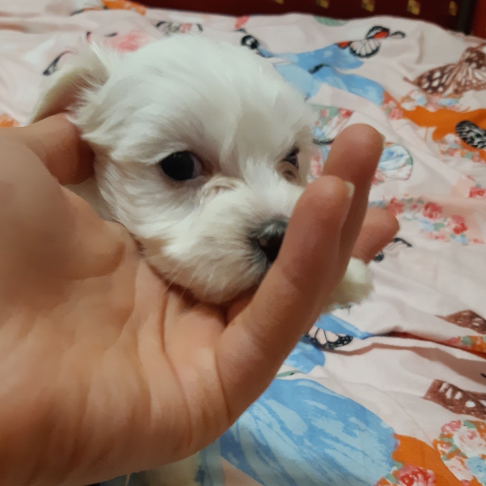 Pui bichon maltese | arhiva Okazii.ro