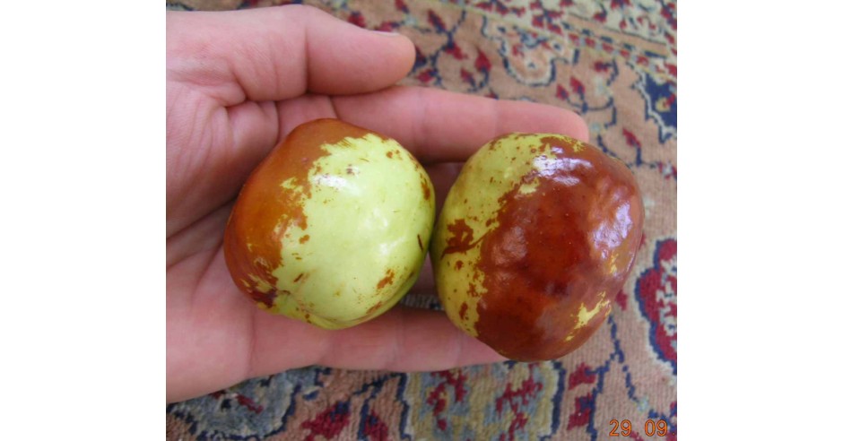 Curmal Chinezesc ( Jujube ) Dong Zao | arhiva Okazii.ro