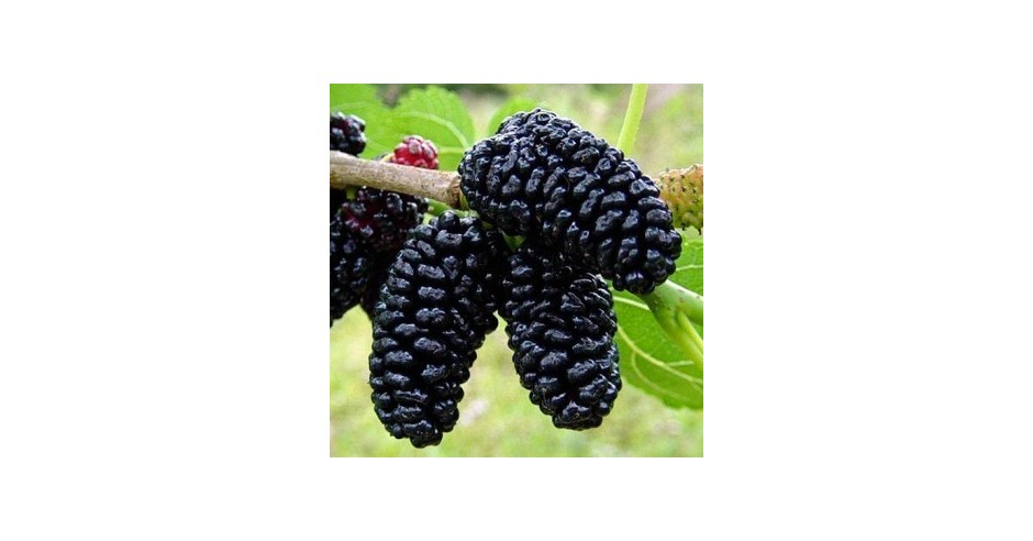 Dud negru | arhiva Okazii.ro