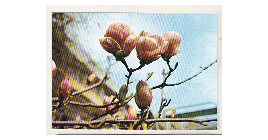 Bnk cp Iasi - Gradina botanica - Magnolia - necirculata, Printata ...
