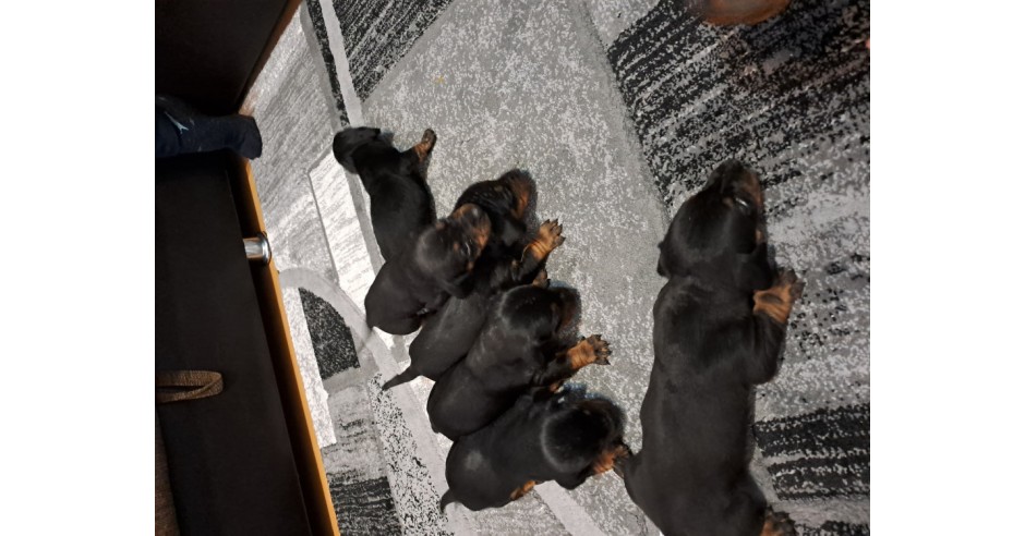 Pui teckel negru cu pete de foc | arhiva Okazii.ro