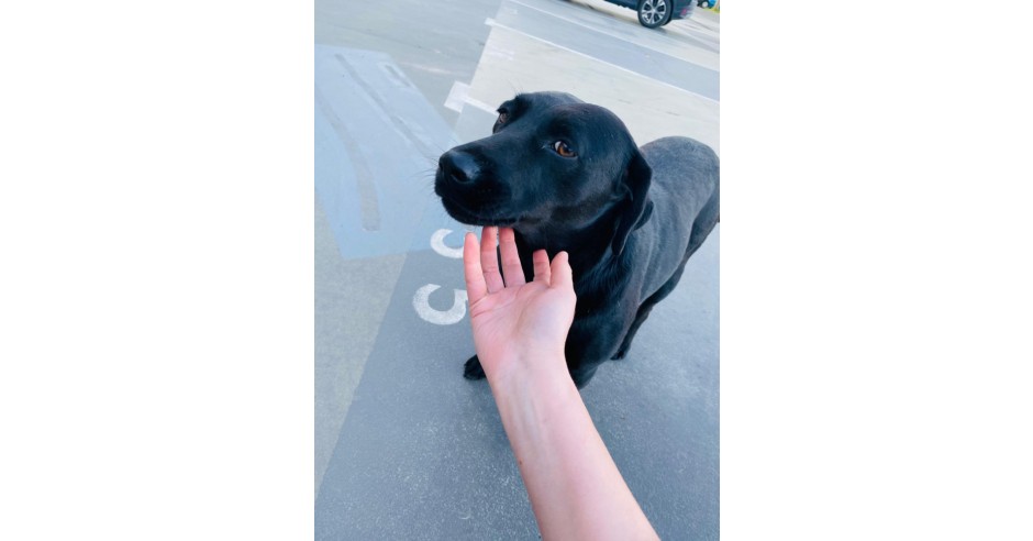 Oferta vand caine Labrador Negru din parinti cu pedigree | arhiva Okazii.ro