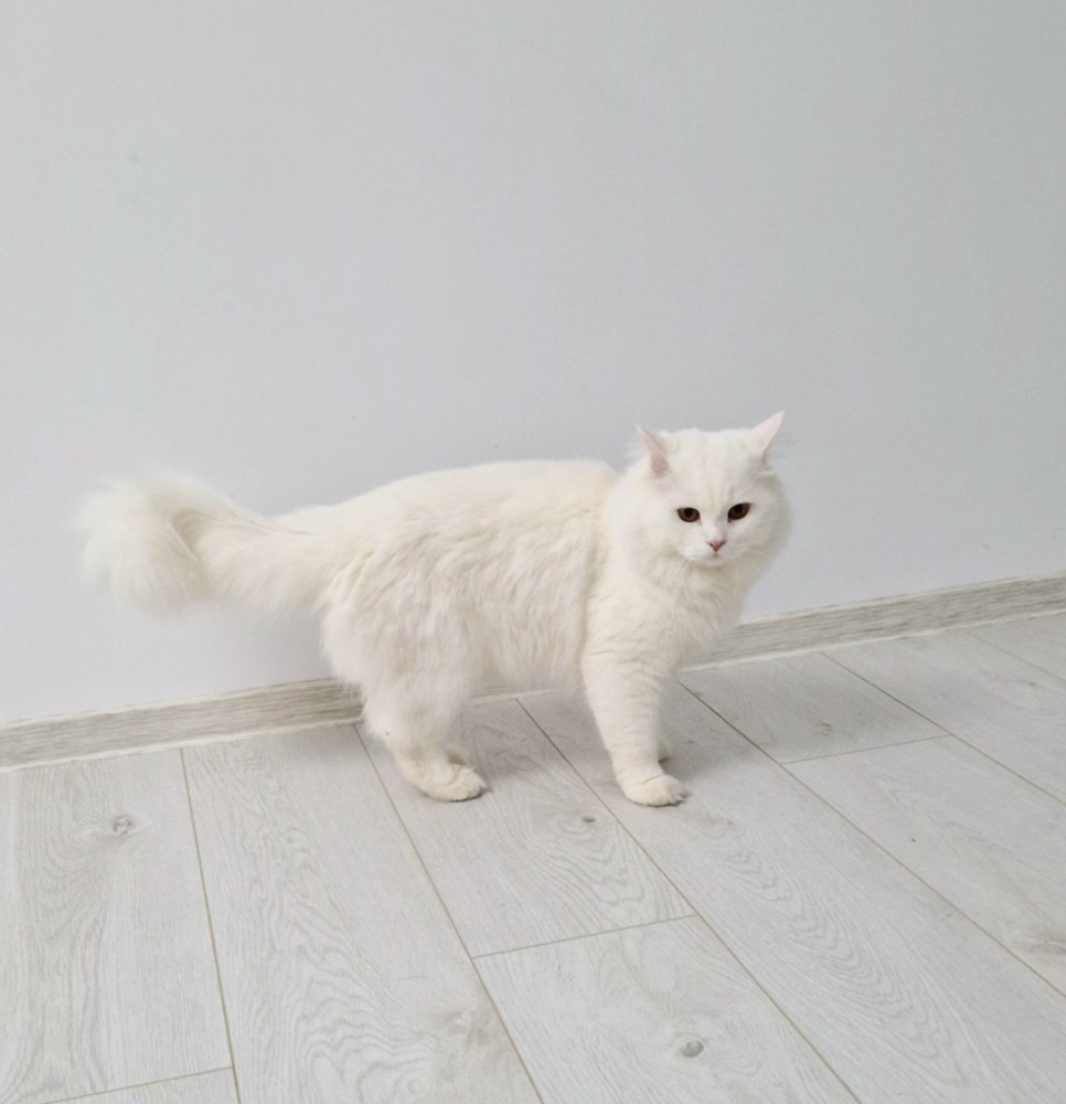 Pisica alba pufoasa - Motan British longhair | arhiva Okazii.ro