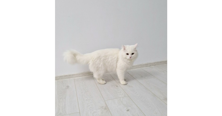 Pisica alba pufoasa - Motan British longhair | arhiva Okazii.ro