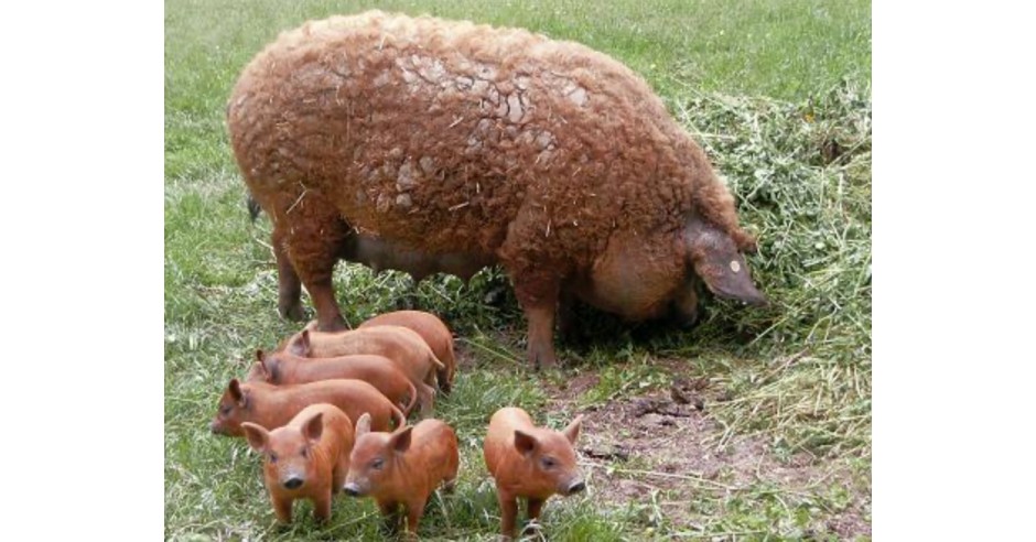 Porci si Purcei de vanzare, Diverse rase, Ideali pentru cresterea in ...