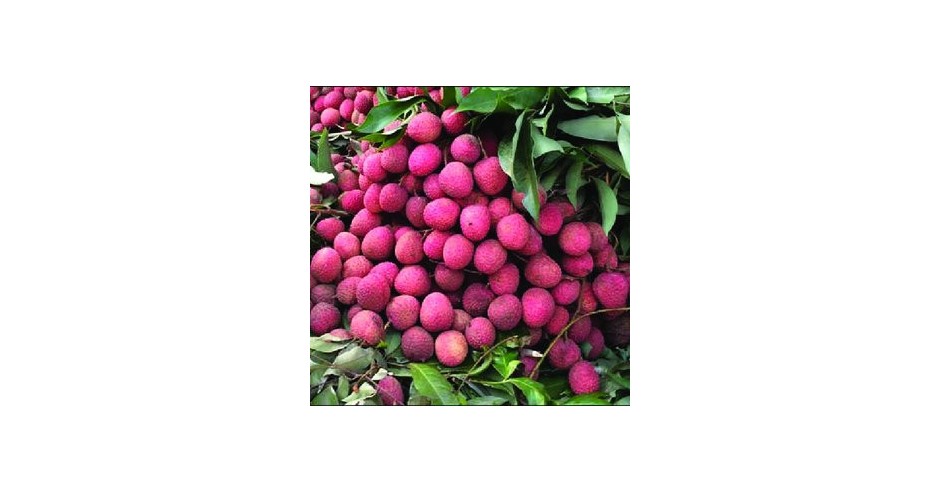 Seminte de pom fructifer Litchi roz 3 seminte mari pentru semanat ...