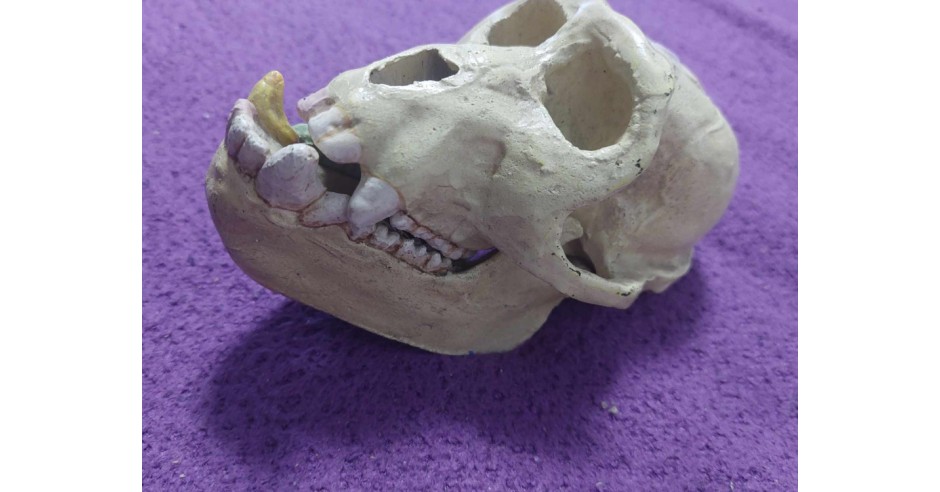 CRANIU Didactic vechi,craniu masiv cu mandibula mobila dinti inferiori ...
