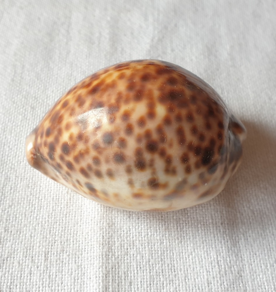 GHIOC NATURAL, CYPRAEA TIGRIS L16 | arhiva Okazii.ro