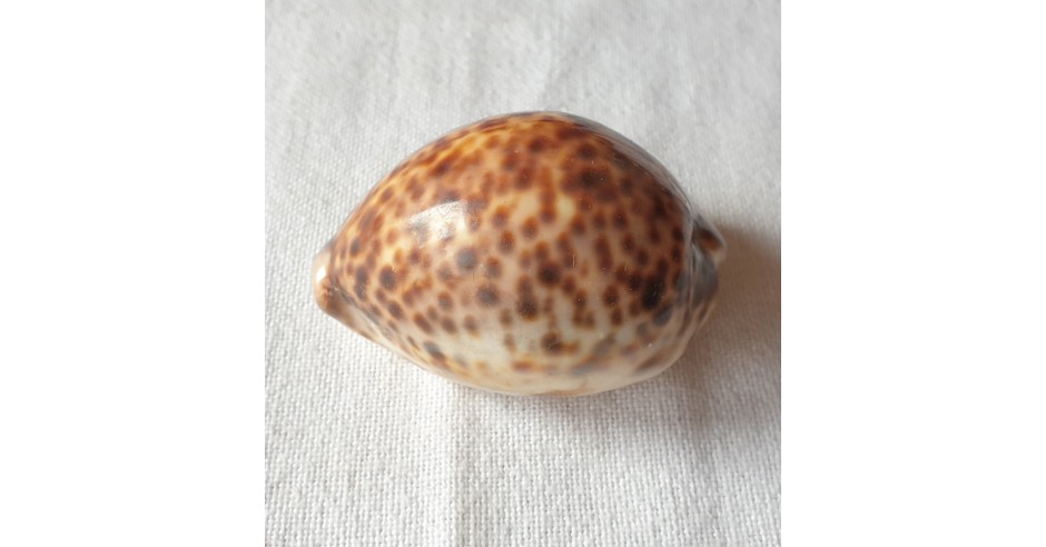 GHIOC NATURAL, CYPRAEA TIGRIS L16 | arhiva Okazii.ro