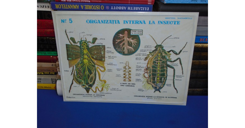 PLANSA DIDACTICA , PERIOADA COMUNISTA : ORGANIZATIA INTERNA LA INSECTE ...