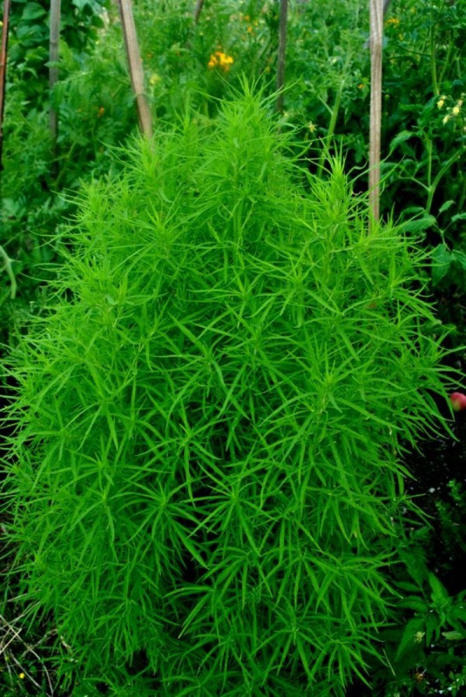 Seminte Cipru de gradina, verde, 2 gr | arhiva Okazii.ro