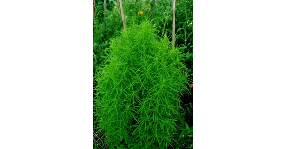 Seminte Cipru de gradina, verde, 2 gr | arhiva Okazii.ro