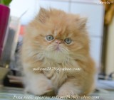 Pisici de vanzare - Okazii.ro