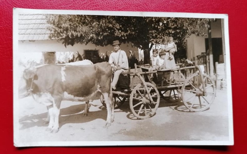 Car cu boi. Cumpara ieftin, pret bun