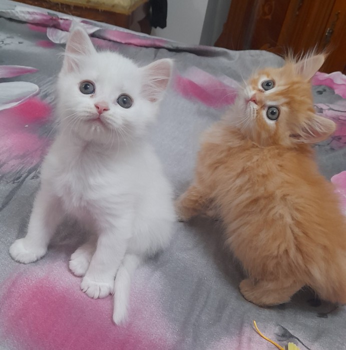 Vand pui pisica persana | Okazii.ro