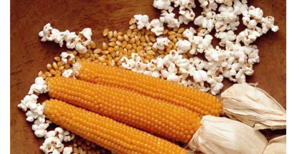 Seminte Porumb popcorn, Kremgolyo, 10 plicuri x 50 sem. | arhiva Okazii.ro