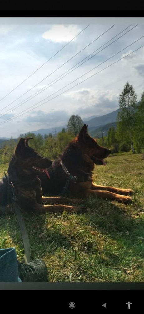 Pui de caine Lup cu blana de Rothweiller | arhiva Okazii.ro