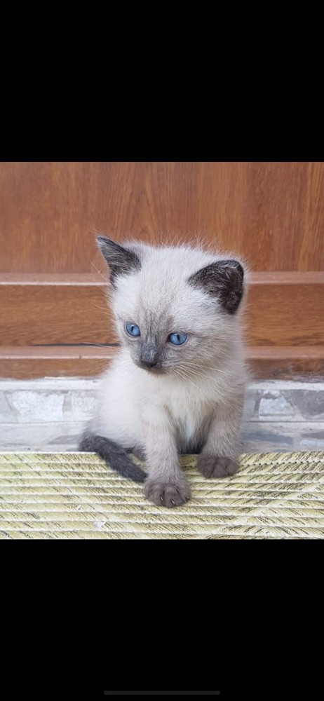 Pisici birmaneze | arhiva Okazii.ro