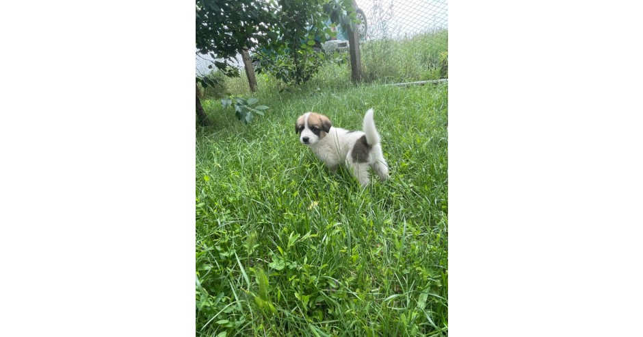 Pui de catel- mix ciobanesc belgian | arhiva Okazii.ro