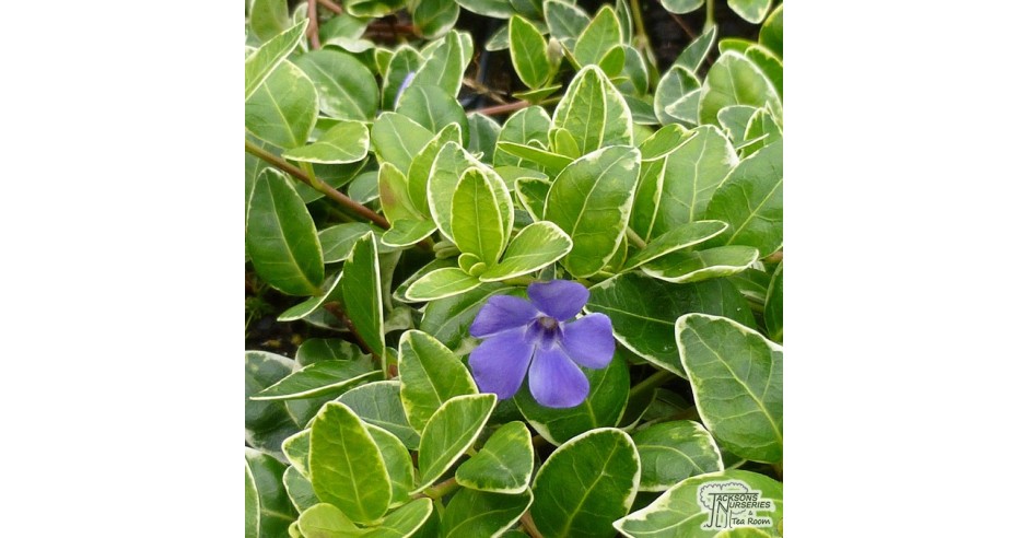 Saschiu (Vinca minor Variegata) | arhiva Okazii.ro